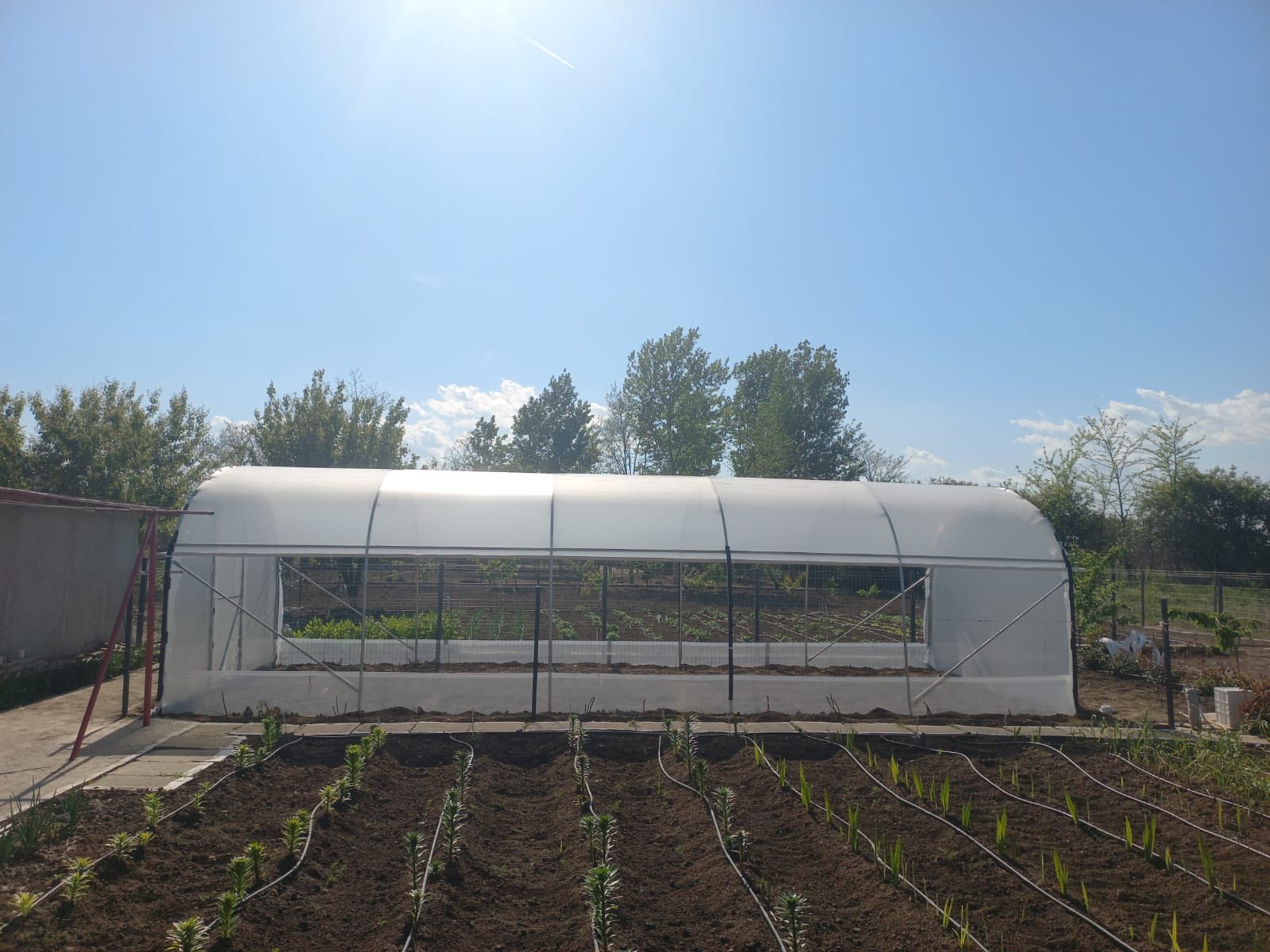 Tineri solarii România: 6 din 10 tineri cultivă fructe exotice